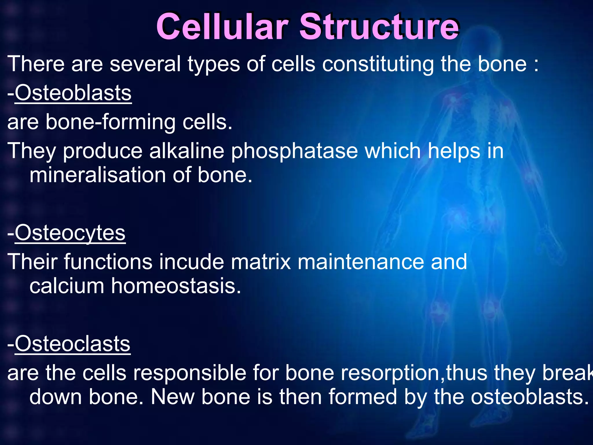 Bone Mineral Density | PPTX