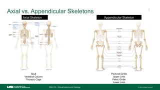 Helpful Learning Tool for the Appendicular Skeleton | PPTX