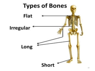 BME 305 - Lesson 8 - Biomechanics of Bone - Part I.pptx
