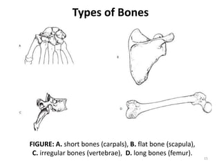 BME 305 - Lesson 8 - Biomechanics of Bone - Part I.pptx