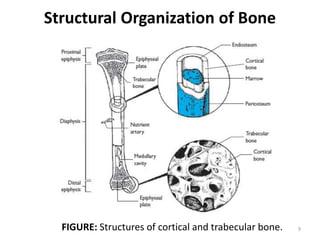 BME 305 - Lesson 8 - Biomechanics of Bone - Part I.pptx