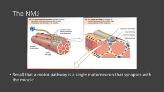 Molecualr mechanism of Skeletal Muscle Contraction | PPT