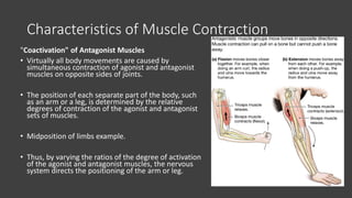 Molecualr mechanism of Skeletal Muscle Contraction | PPT