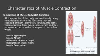 Molecualr mechanism of Skeletal Muscle Contraction | PDF