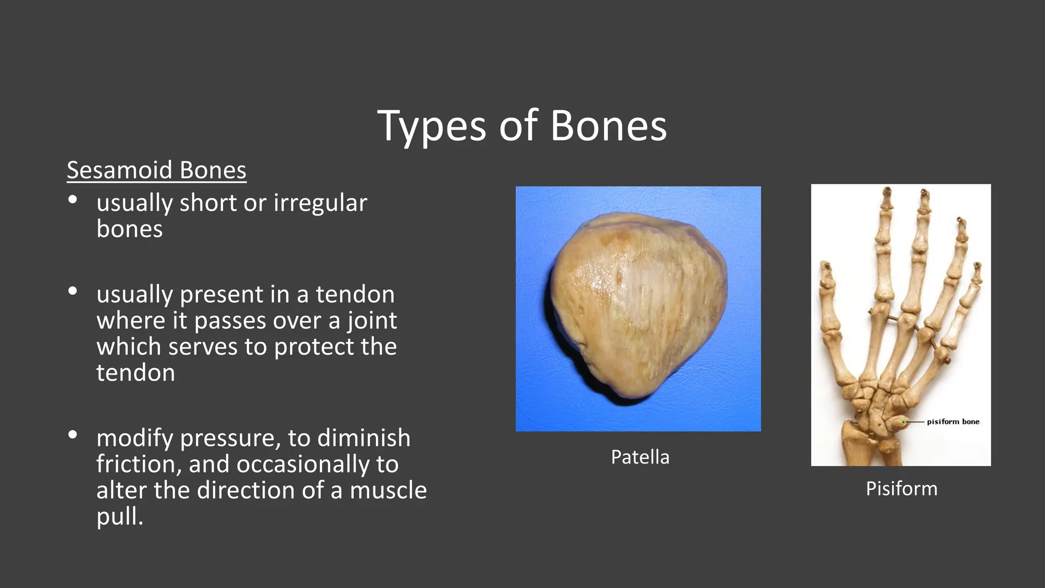 Anatomy and physiology of the skeletal system | PDF