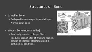 Anatomy and physiology of the skeletal system | PDF