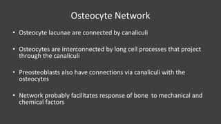 Anatomy and physiology of the skeletal system | PPT