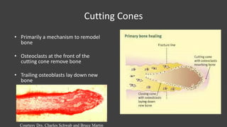 Anatomy and physiology of the skeletal system | PDF