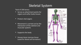 Anatomy and physiology of the skeletal system | PDF