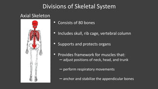 Anatomy and physiology of the skeletal system | PDF