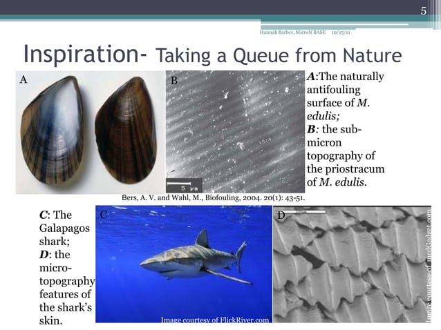 Bmes presentation final | PPT