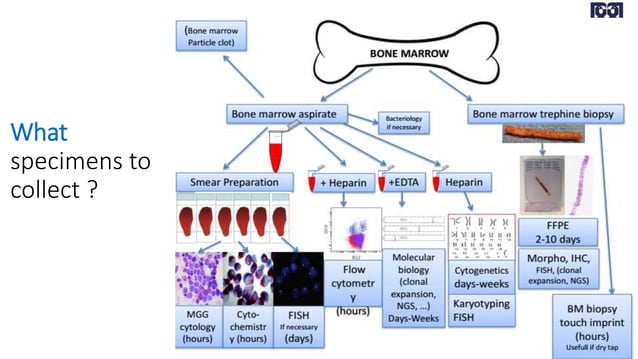 Bone Marrow evaluation EVALUATION (PBS+BMA).pptx