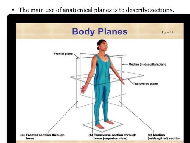 BMI introduction for human anatomy .pptx