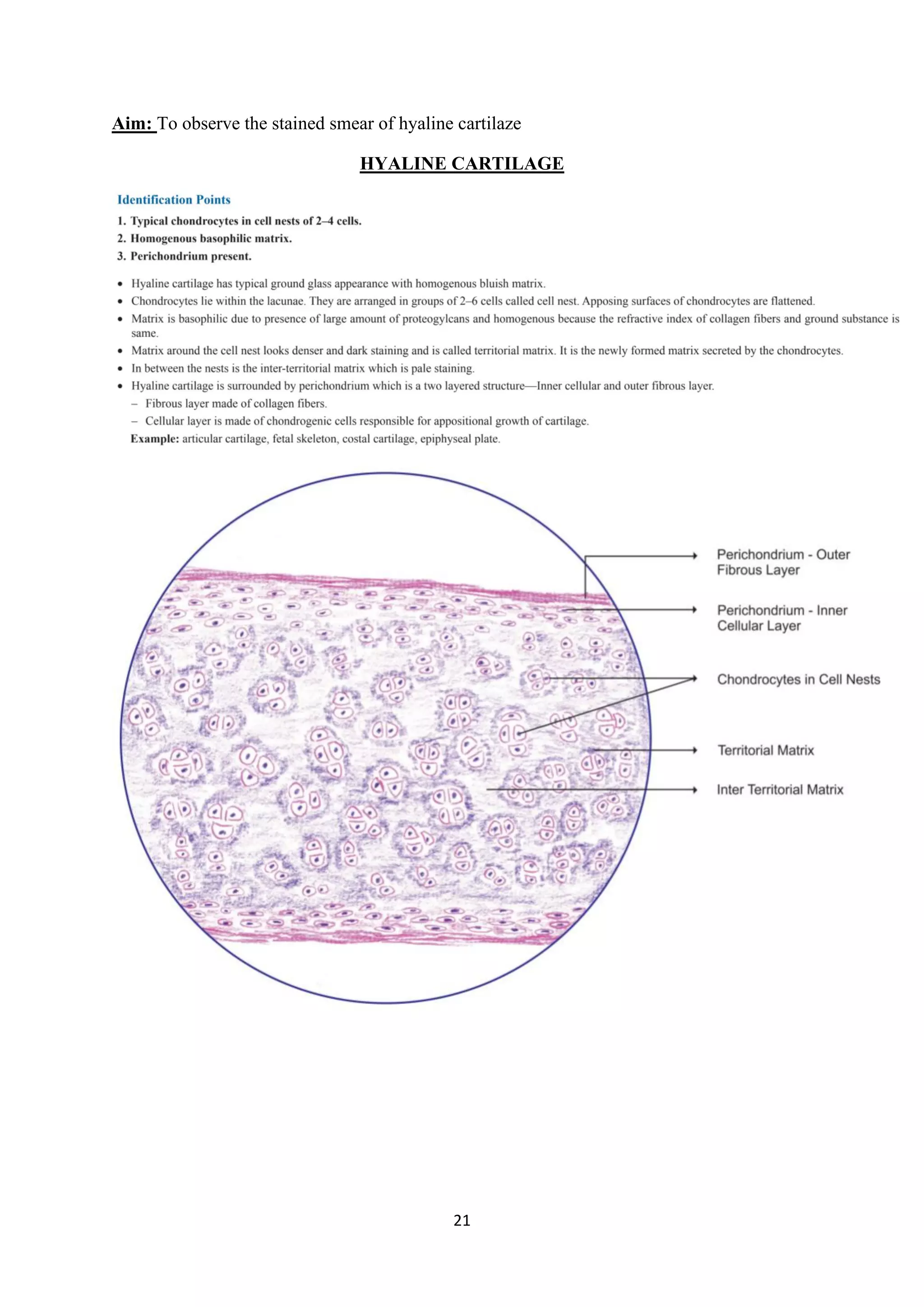 Normal Histology Pdf: Human Histology Atlas Pdf – QNAG