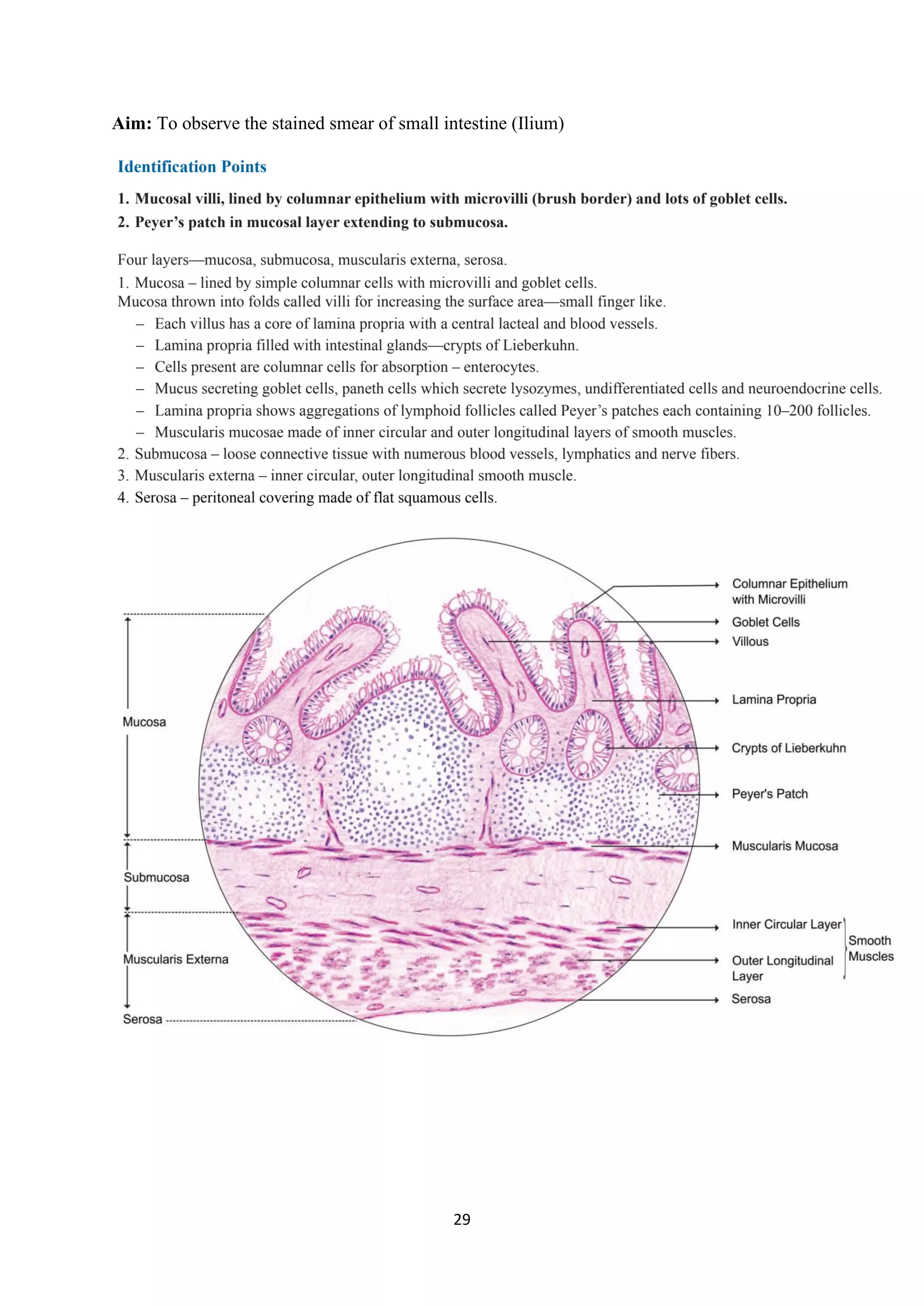 Histology Lab manual | PDF
