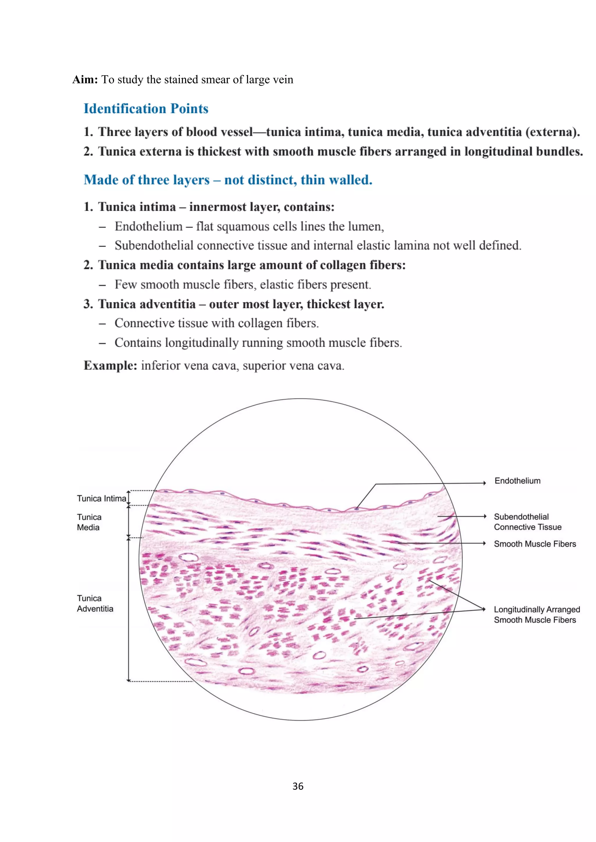 Histology Lab manual | PDF