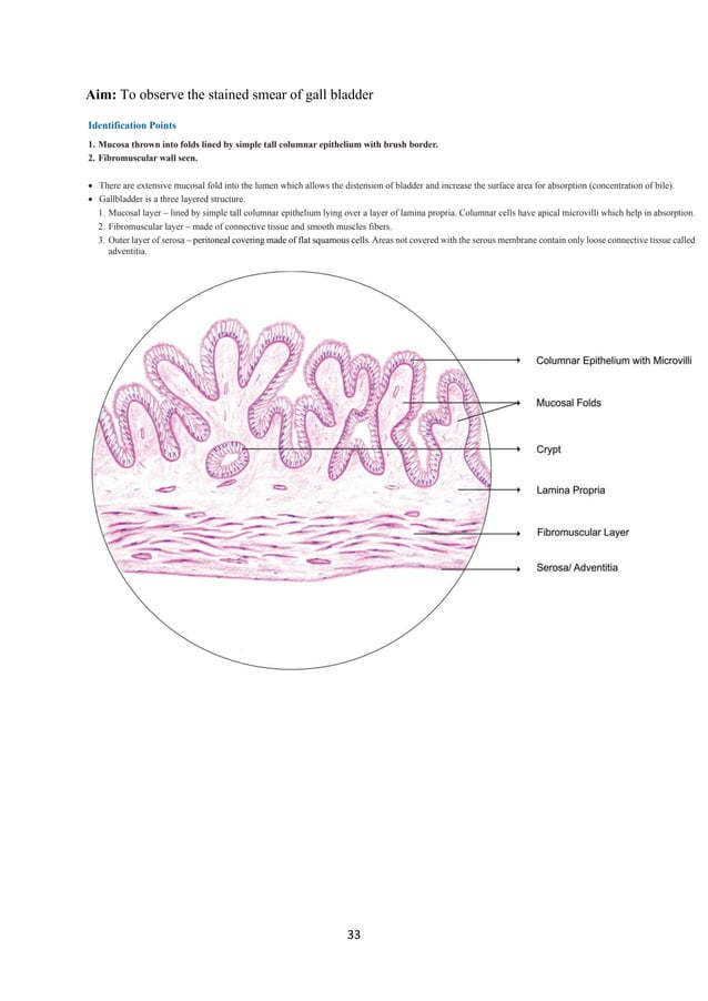 Histology Lab manual | PDF