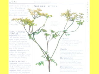 Bmm conium mac | PPT