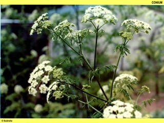 Bmm conium mac | PPT