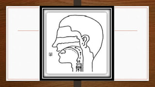 BMMB3013 Proses Penghasilan Bunyi Konsonan | PPTX