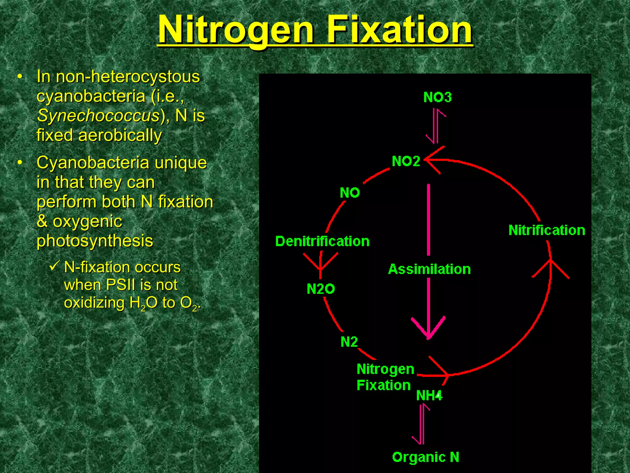 Genomic Analysis Of Nitrogen Fixation In Synechococcus Sp. PCC 7002 and Chlorobium tepidum | PPT