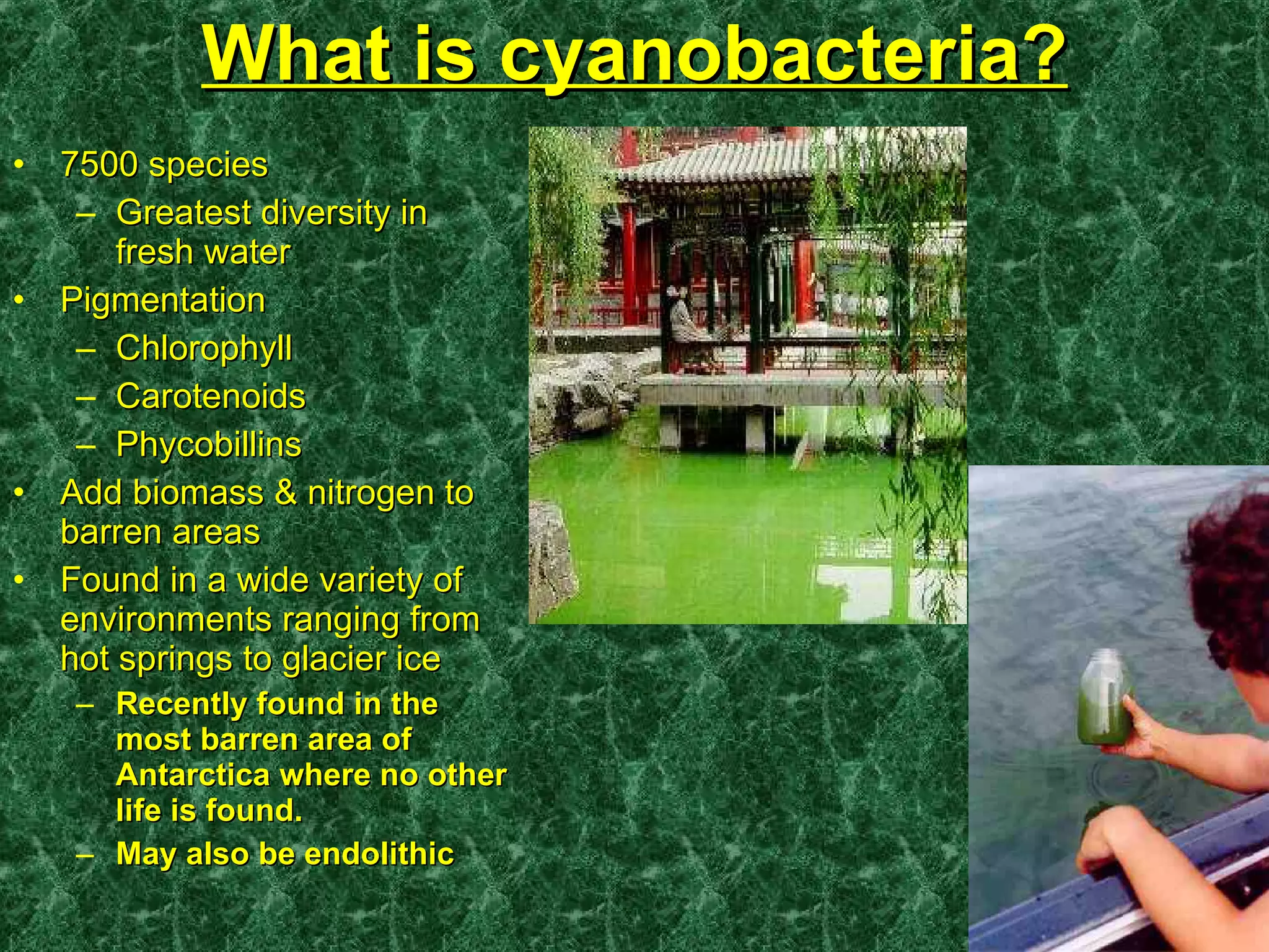 Genomic Analysis Of Nitrogen Fixation In Synechococcus Sp. PCC 7002 and ...