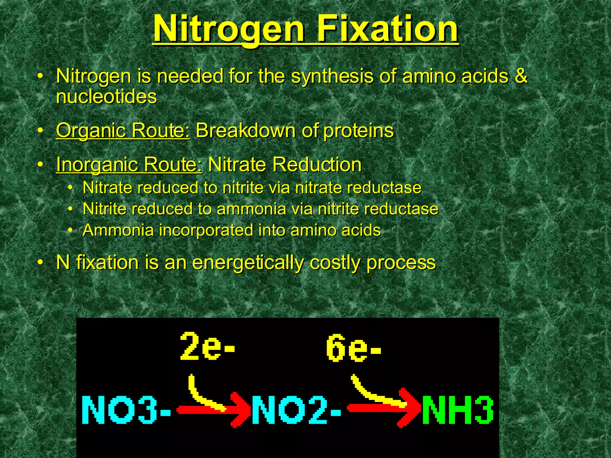 Genomic Analysis Of Nitrogen Fixation In Synechococcus Sp. PCC 7002 and Chlorobium tepidum | PPT