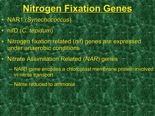 Genomic Analysis Of Nitrogen Fixation In Synechococcus Sp. PCC 7002 and ...