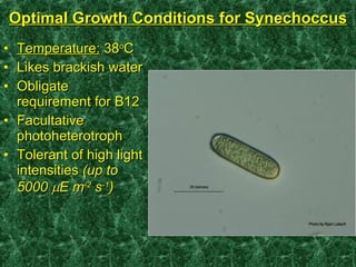 Genomic Analysis Of Nitrogen Fixation In Synechococcus Sp. PCC 7002 and ...