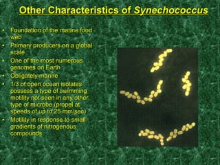 Genomic Analysis Of Nitrogen Fixation In Synechococcus Sp. PCC 7002 and ...