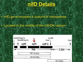 Genomic Analysis Of Nitrogen Fixation In Synechococcus Sp. PCC 7002 and ...