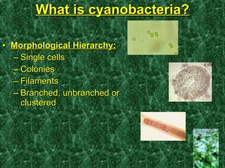 Genomic Analysis Of Nitrogen Fixation In Synechococcus Sp. PCC 7002 and ...