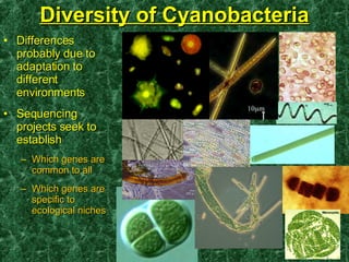 Genomic Analysis Of Nitrogen Fixation In Synechococcus Sp. PCC 7002 and ...