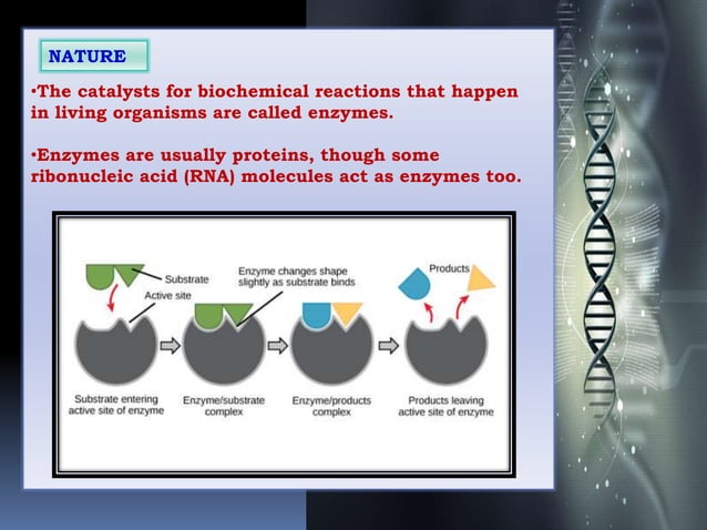 Bmm microbial enzymes | PPT