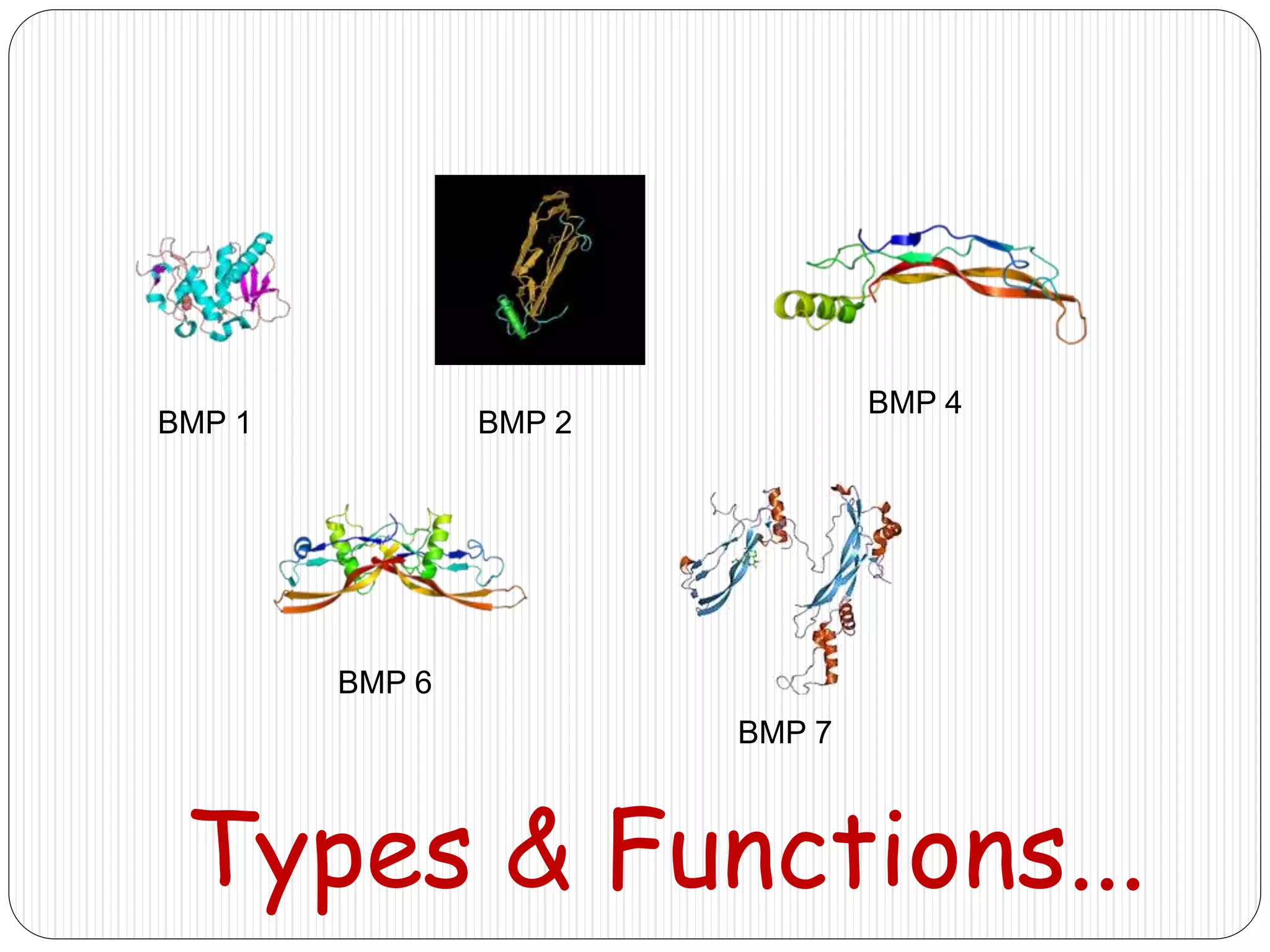 Bone morphogenic proteins | PPTX