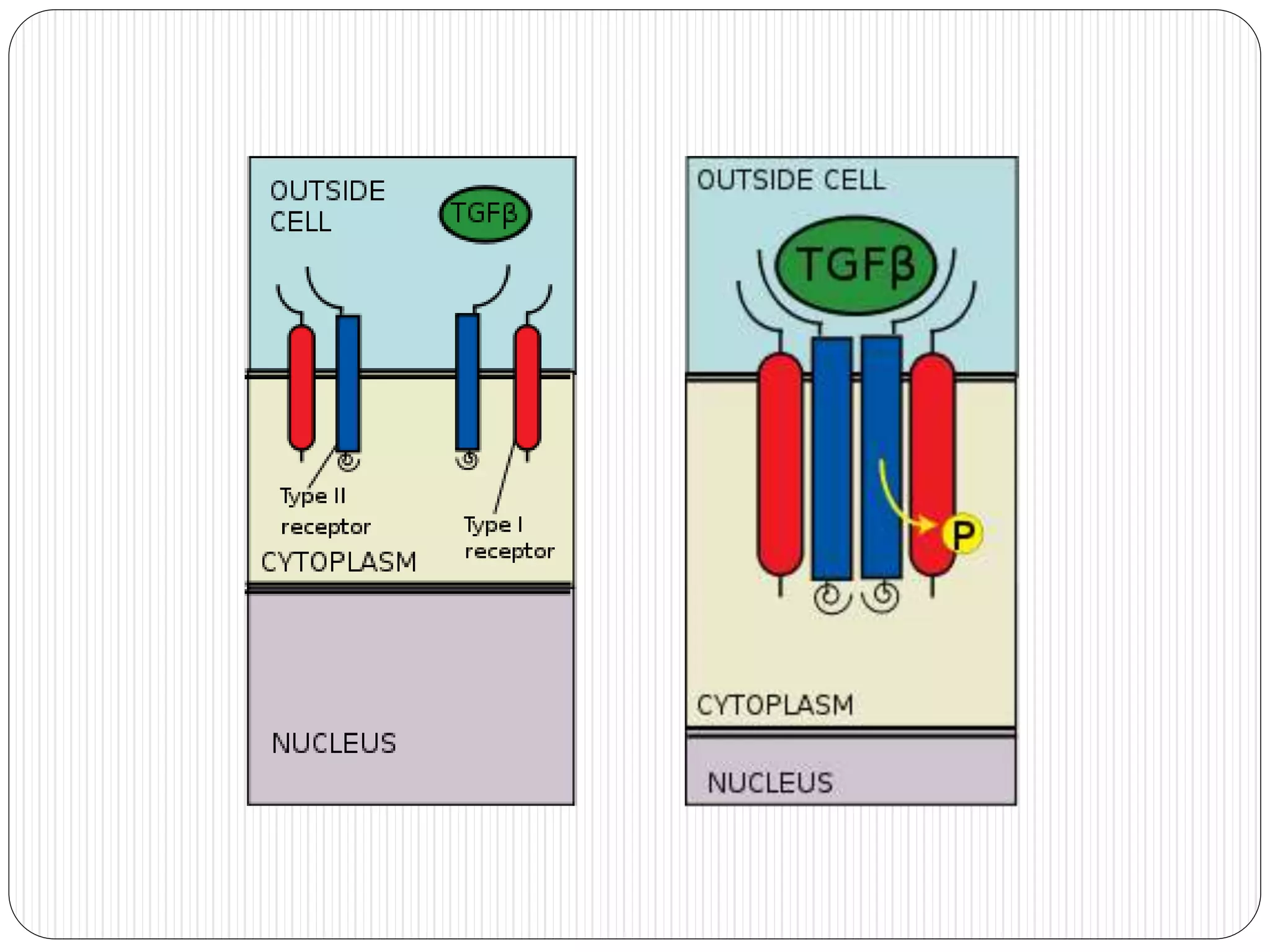 Bone morphogenic proteins | PPTX