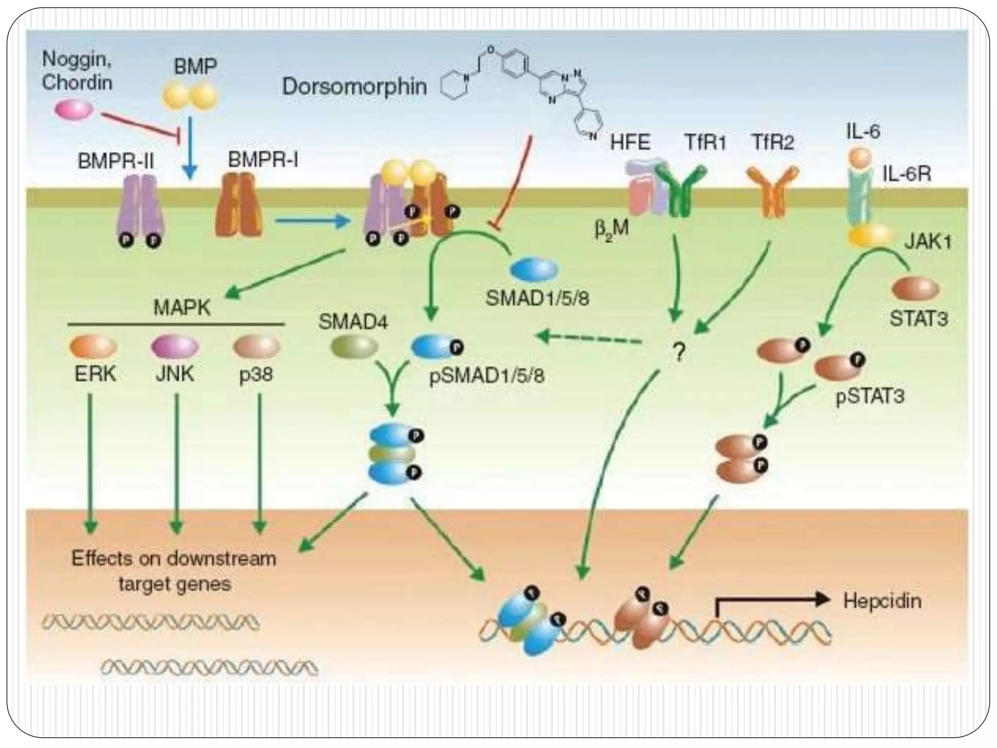 Bone morphogenic proteins | PPTX