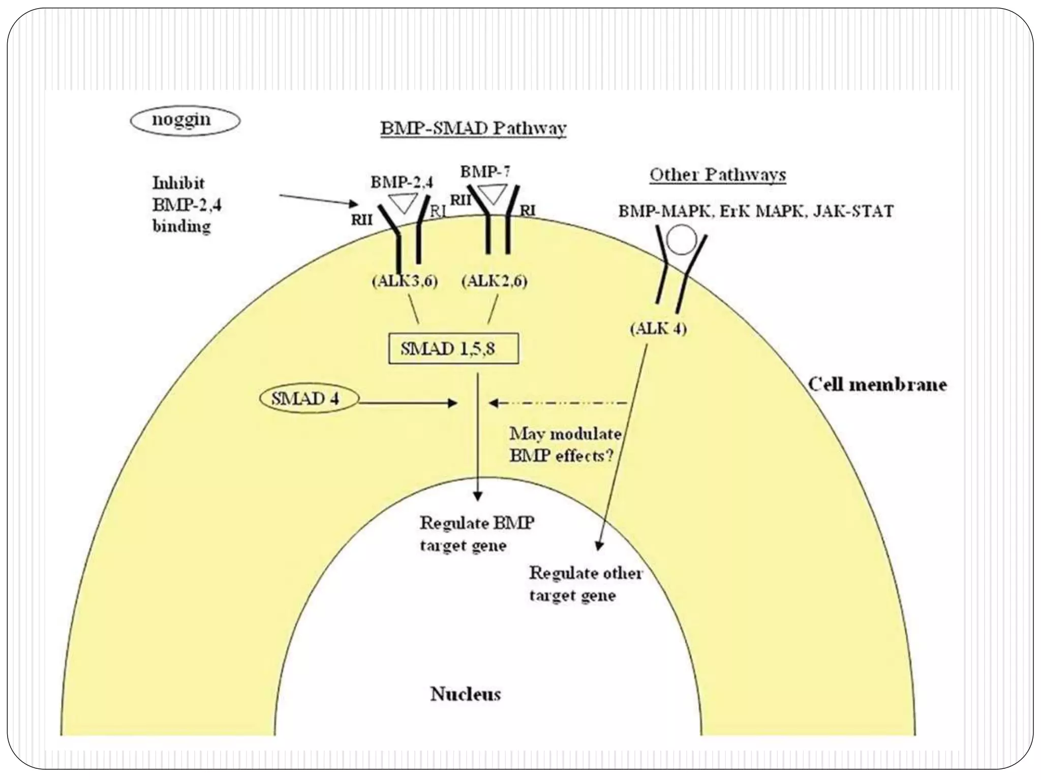 Bone morphogenic proteins | PPTX