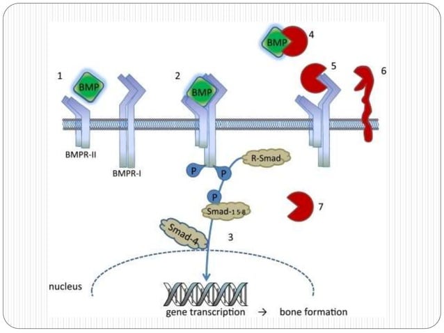 Bone morphogenic proteins | PPTX | Bone and Joint Conditions | Diseases ...