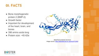 Learn BMP-2 in 3 minutes | Bone morphogenetic protein 2 | PPTX