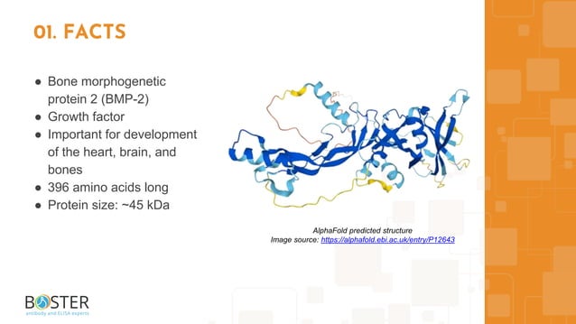 Learn BMP-2 in 3 minutes | Bone morphogenetic protein 2 | PPTX | Bone ...