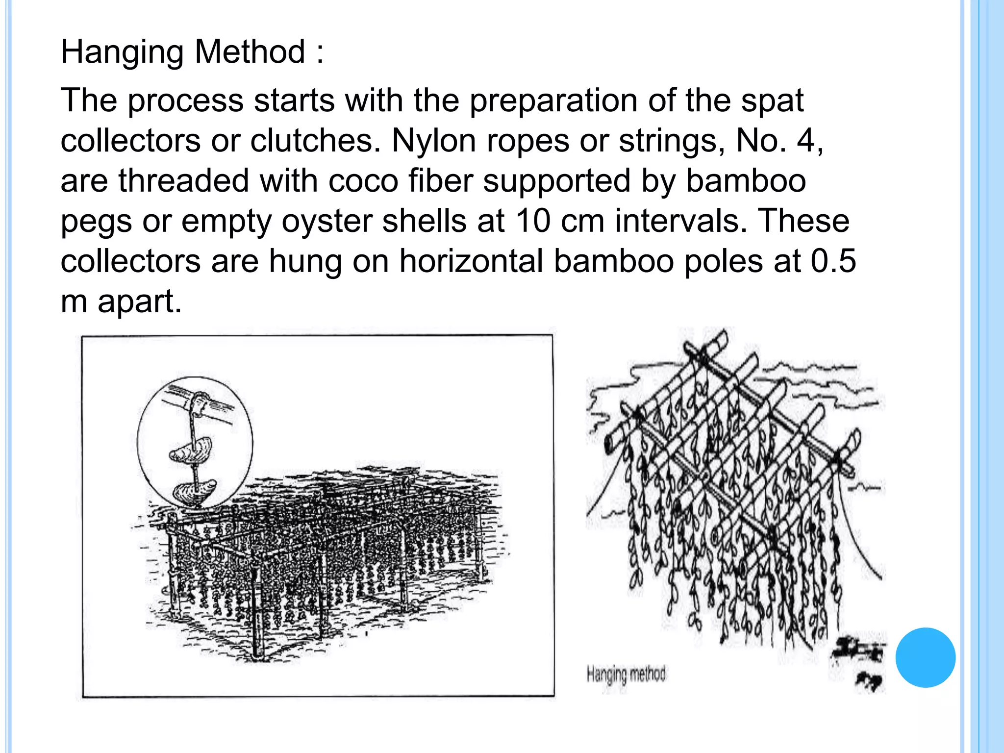 Bmp ( best management practice) culture method of mussels | PPTX