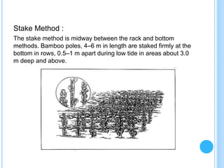 Bmp ( best management practice) culture method of mussels | PPTX