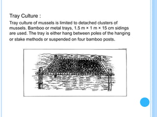 Bmp ( best management practice) culture method of mussels | PPTX
