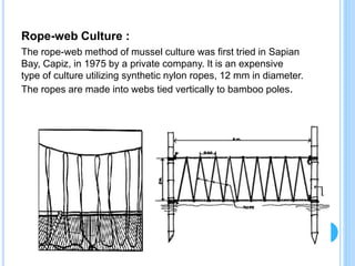 Bmp ( best management practice) culture method of mussels | PPTX