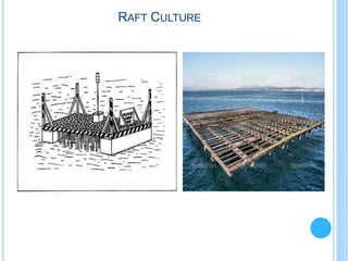 Bmp ( best management practice) culture method of mussels | PPTX