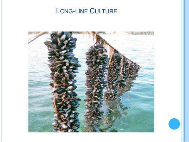 Bmp ( best management practice) culture method of mussels