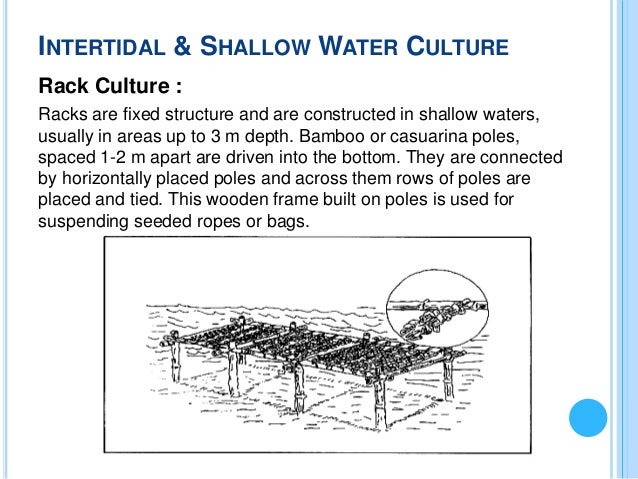 Bmp ( best management practice) culture method of mussels