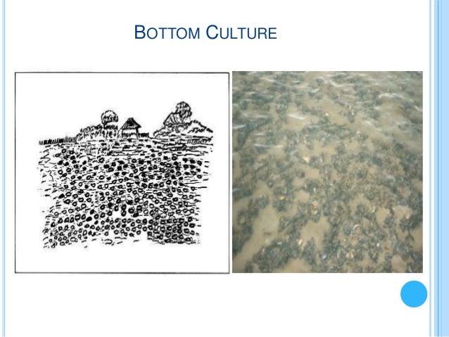 Bmp ( best management practice) culture method of mussels