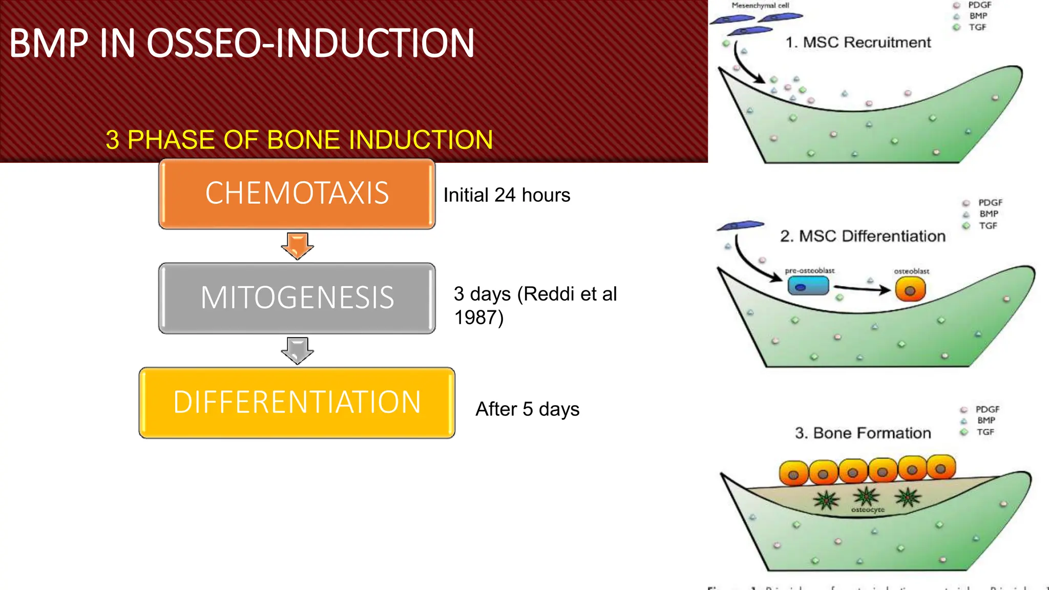 bone morphogenetic protein in periodontics | PPTX